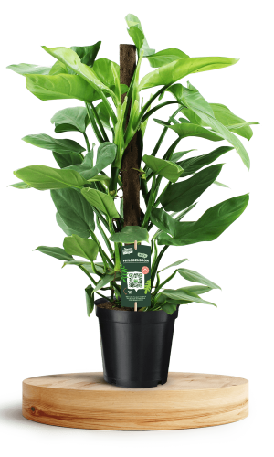 Plantanious - Assortiment Persoon Potplanten - Kamerplanten